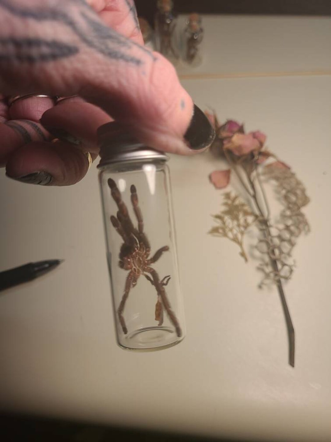 Imperfect Tarantula Exoskeleton in Glass Jar Display - Etsy