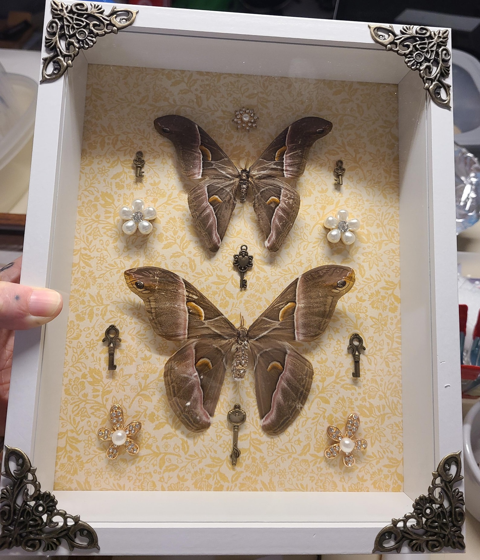 Sweet Silk Moth Pair in Vintage Feel Display - Etsy
