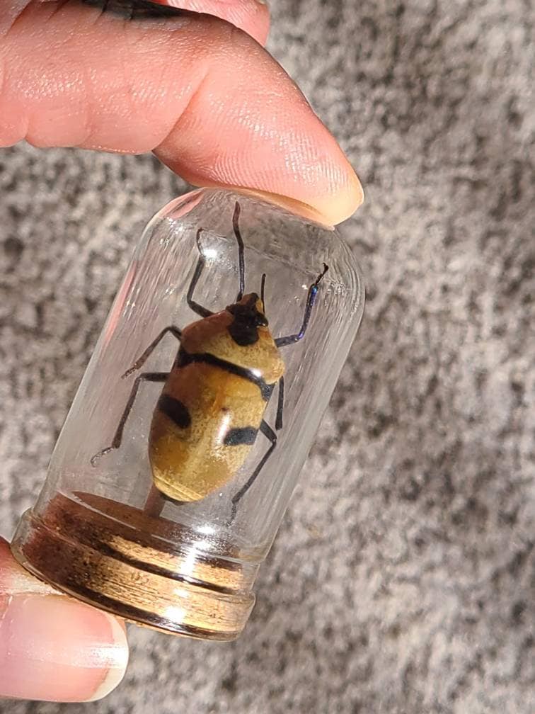 Man Faced Stink Bug in Glass Dome Display - Etsy