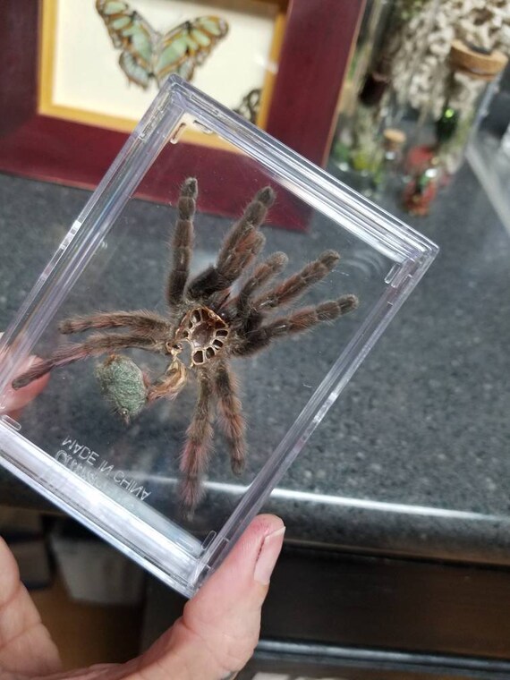 Metallic Pink Toe Tarantula