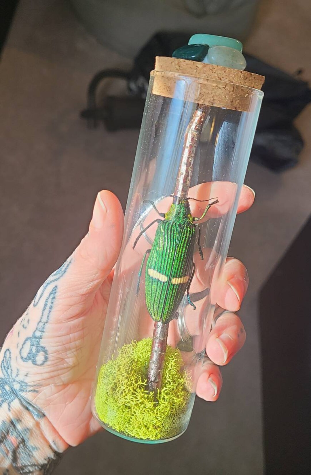 Huge Bright Green Beetle in Glass Jar Terrarium Display - Etsy