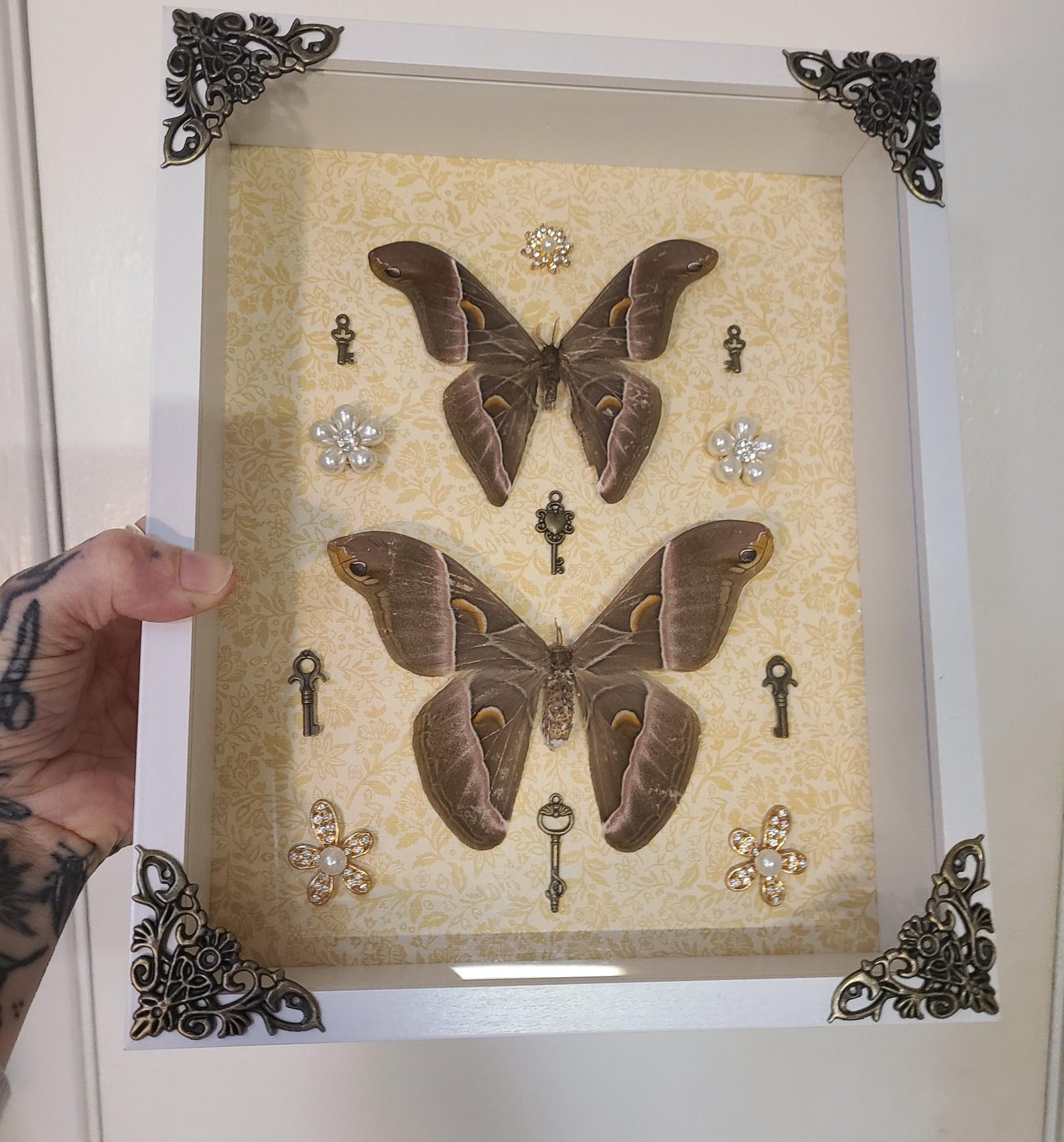 Sweet Silk Moth Pair in Vintage Feel Display - Etsy