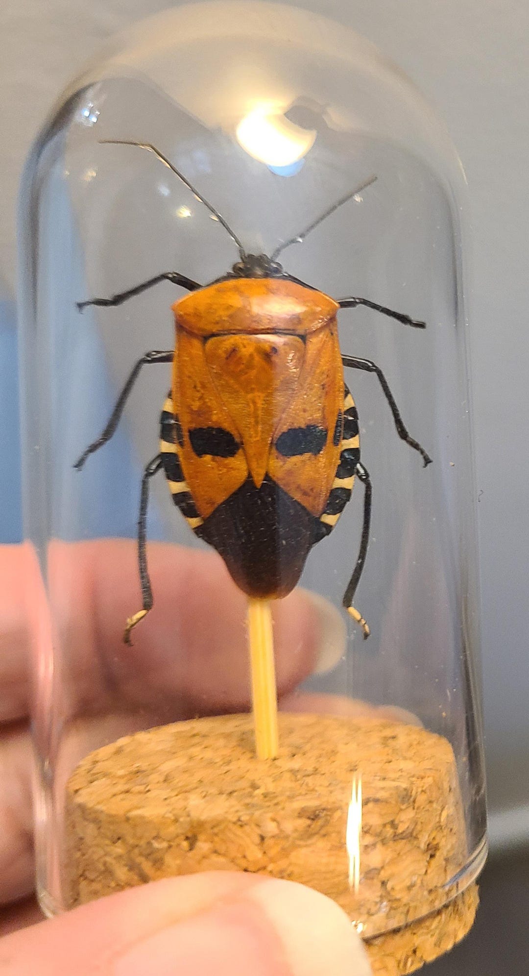 Man-faced Stink Bug in Glass Dome Display - Etsy