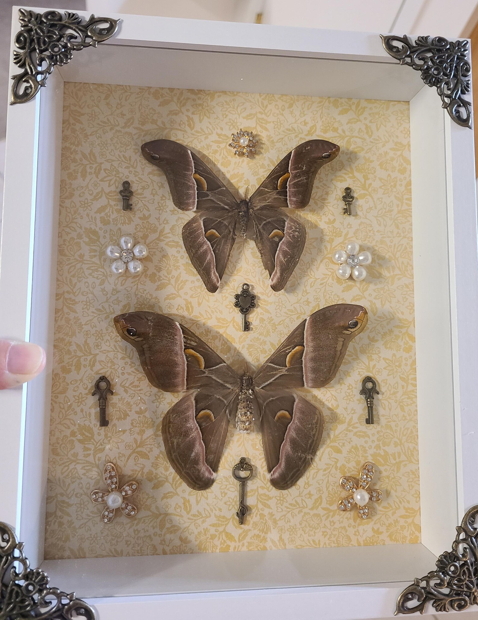 Sweet Silk Moth Pair in Vintage Feel Display - Etsy