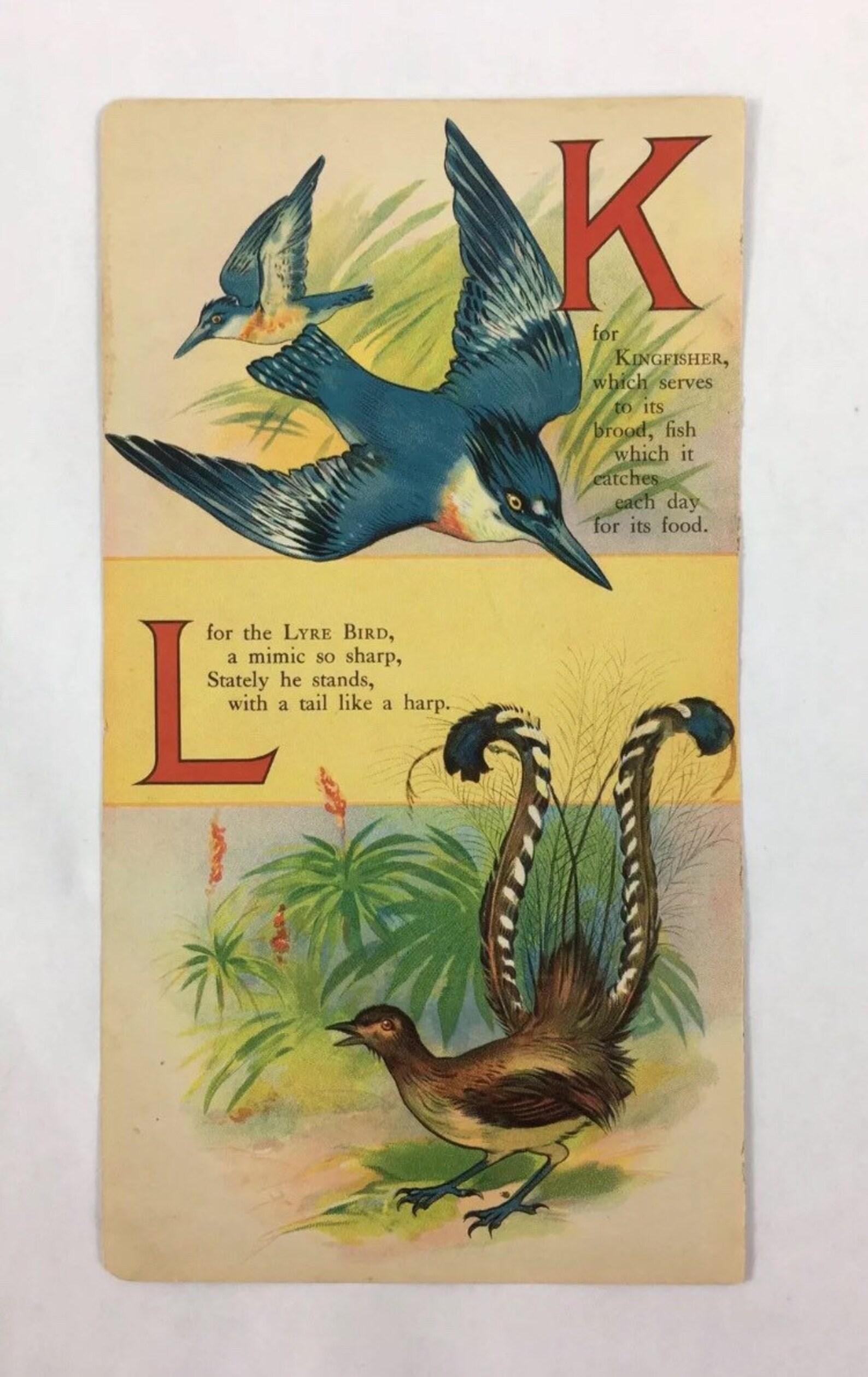 ABC Alphabet of Birds Complete Set of Original Lithographs 1916 - Etsy