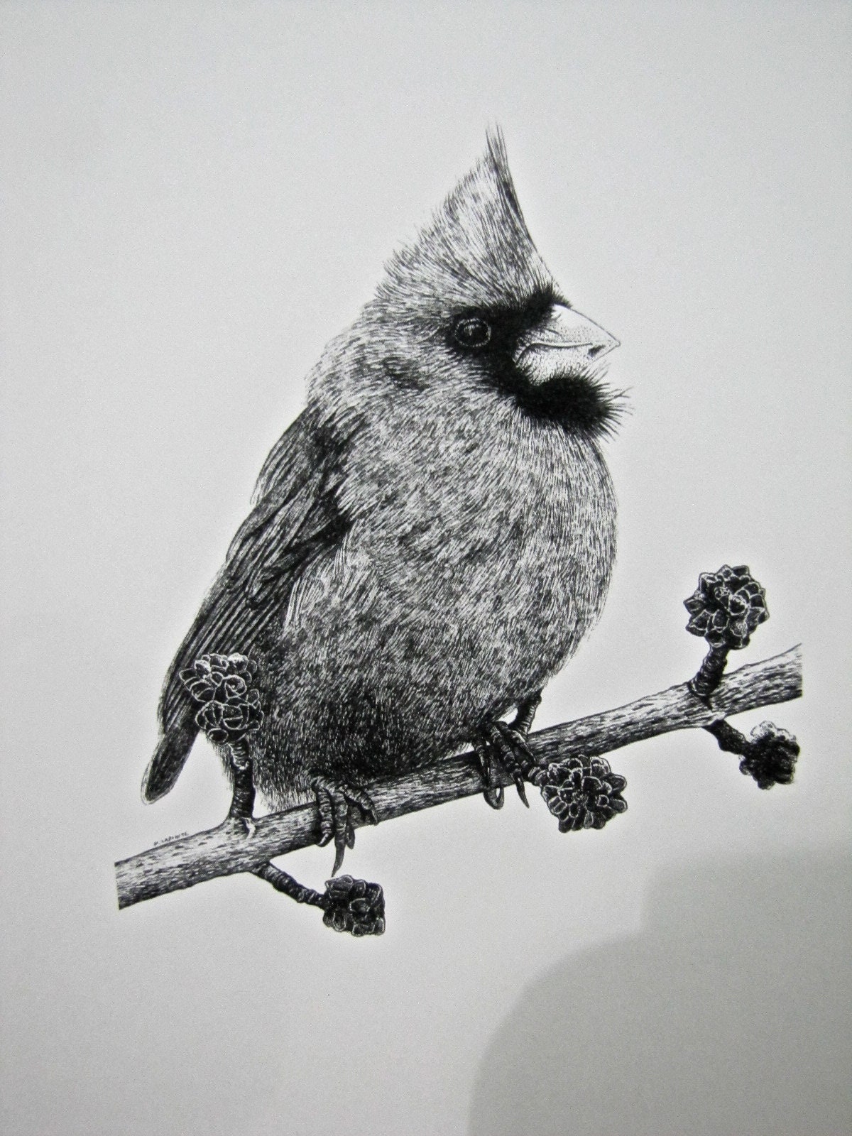 Hand drawn cardinal illustration black ink drawing black and - Etsy ...