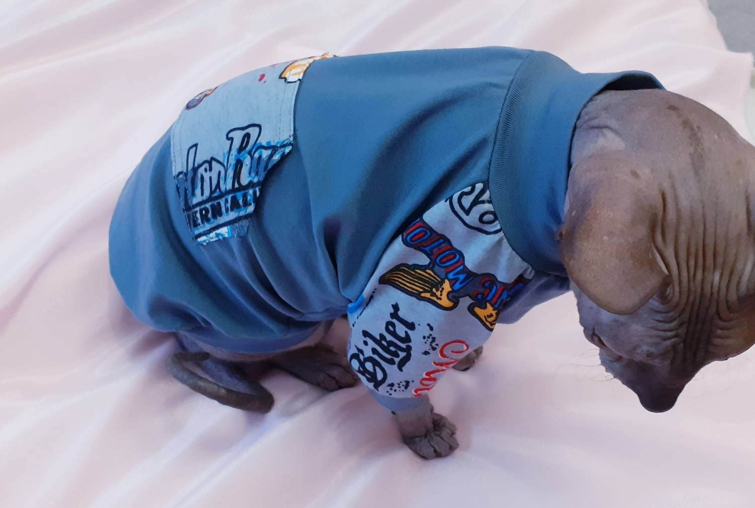 T-shirt for Dog or Sphinx Clothes for Sphinx York - Etsy