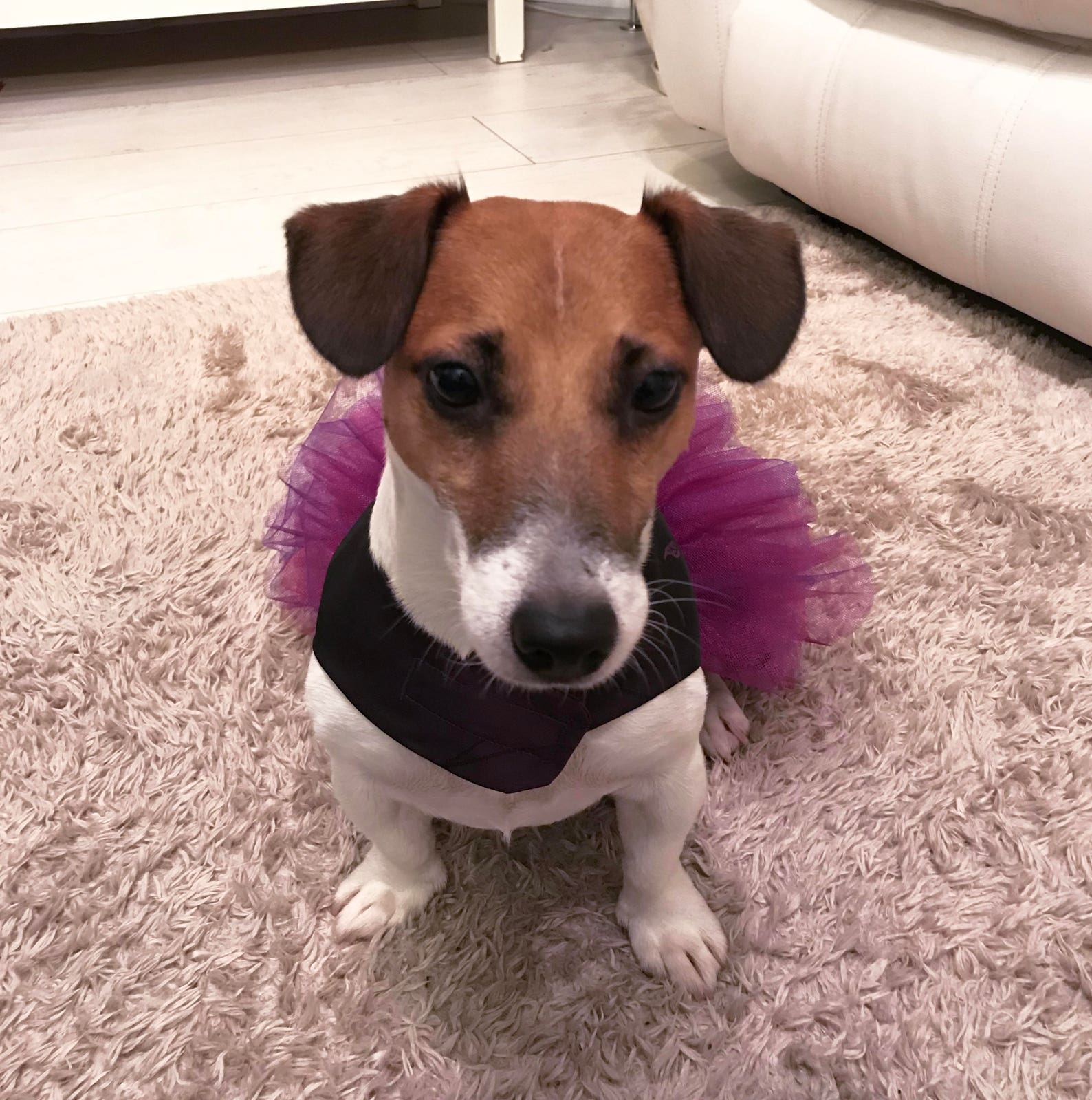 Purple dress for small or big dog with lush skirt made of | Etsy
