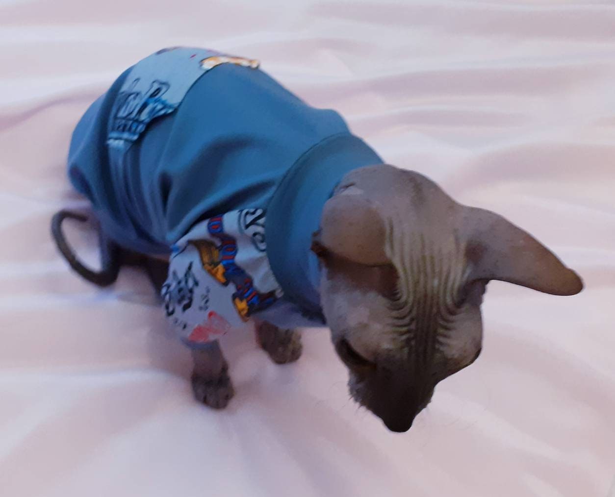 T-shirt for Dog or Sphinx Clothes for Sphinx York - Etsy