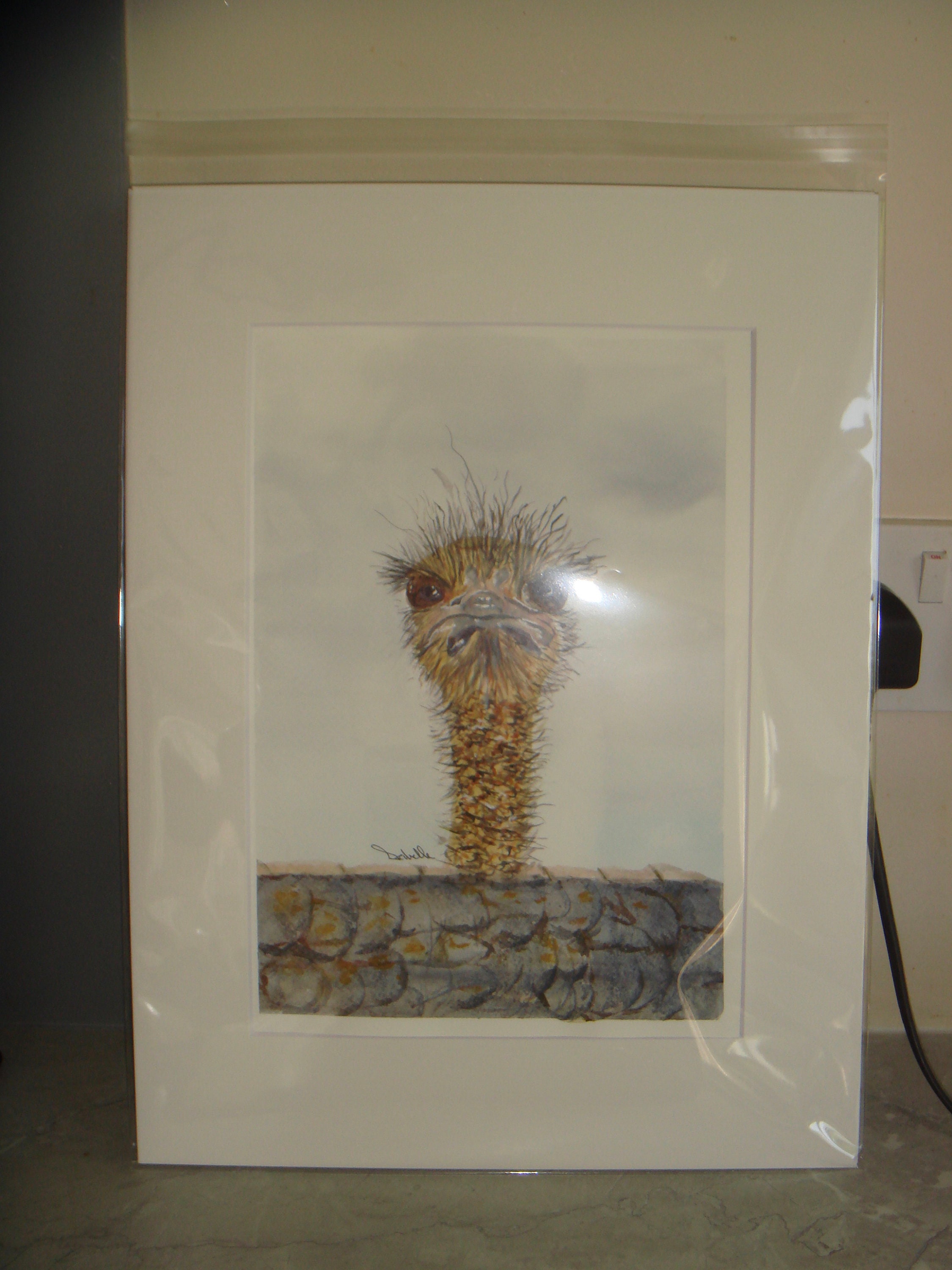 Original Signed Art Work & Certificate Watercolour Ostrich A4 Plus ...
