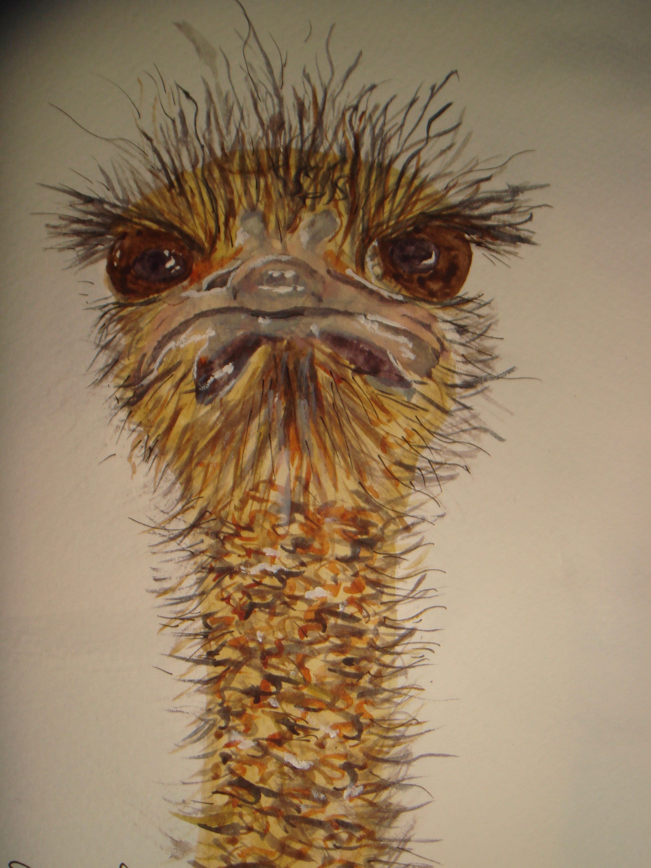Original Signed Art Work & Certificate Watercolour Ostrich A4 Plus ...