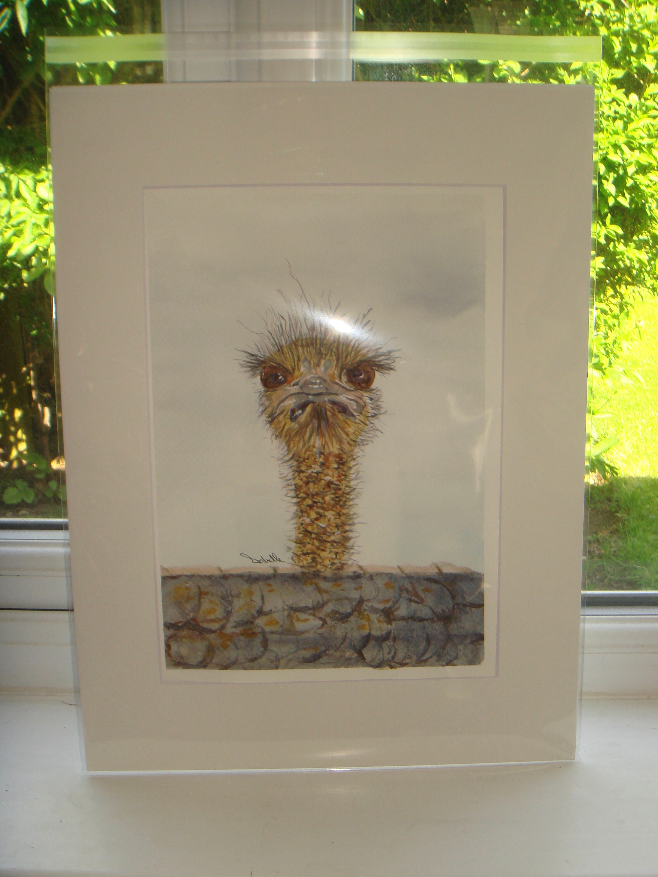 Original Signed Art Work & Certificate Watercolour Ostrich A4 Plus ...