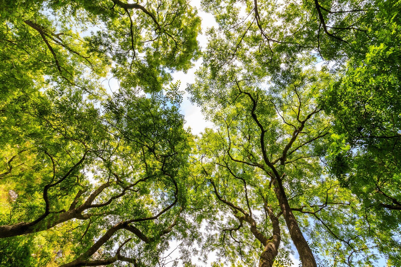 Looking Through the Tree Canopy | Treescape Photograph | Woodland Print ...