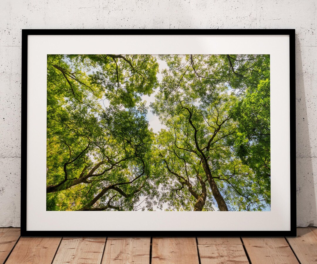 Looking Through the Tree Canopy | Treescape Photograph | Woodland Print ...