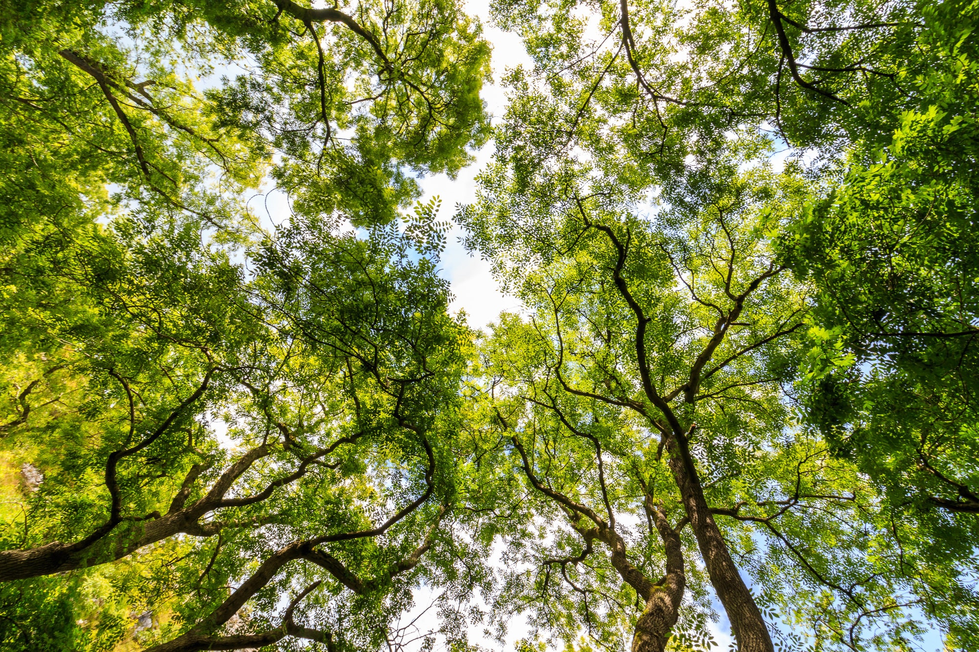 Looking Through the Tree Canopy Treescape Photograph - Etsy