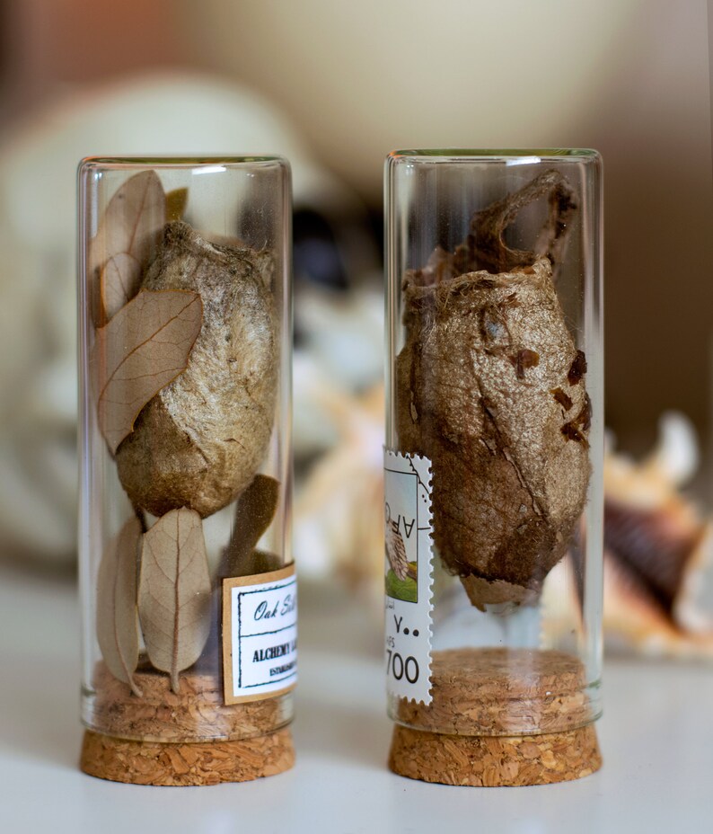Oak Silk Moth Cocoons - Etsy