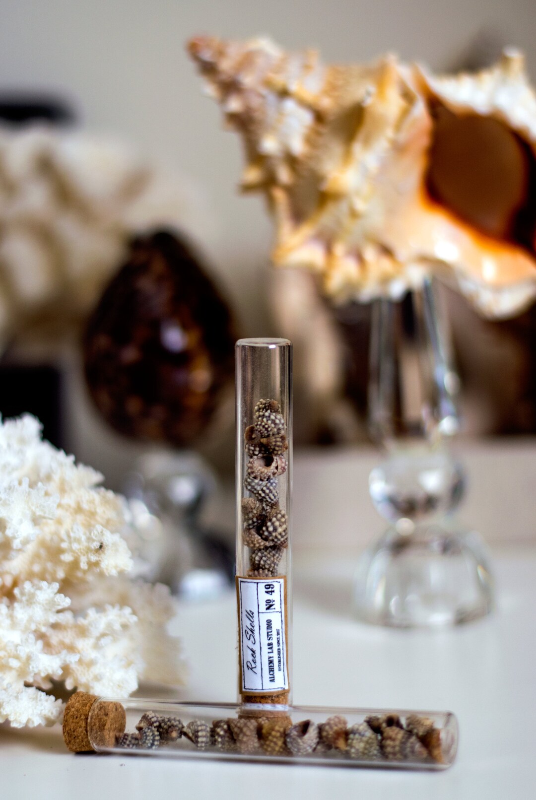 Rock Shells Specimens - Etsy