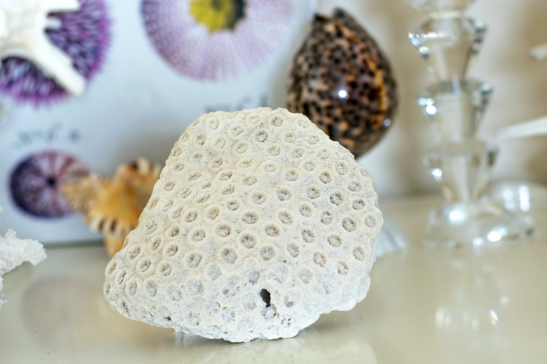Pineapple Coral Frag - Etsy