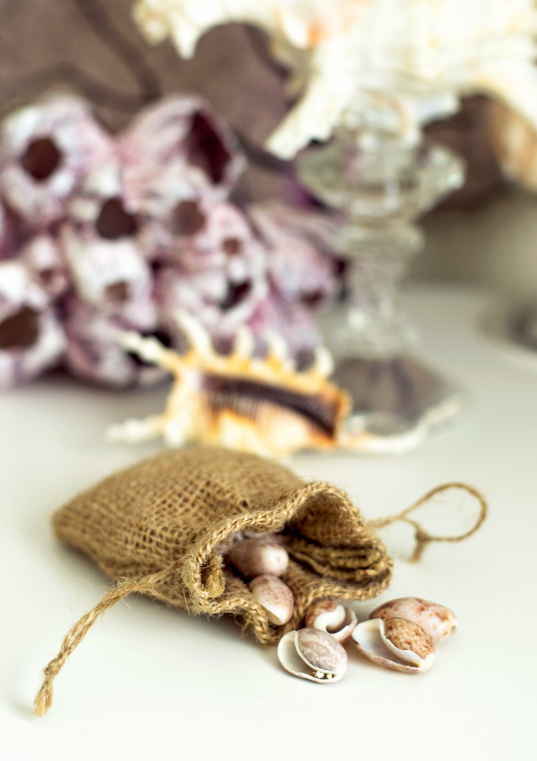 Bahamas Bubble Shells in a Bag - Etsy