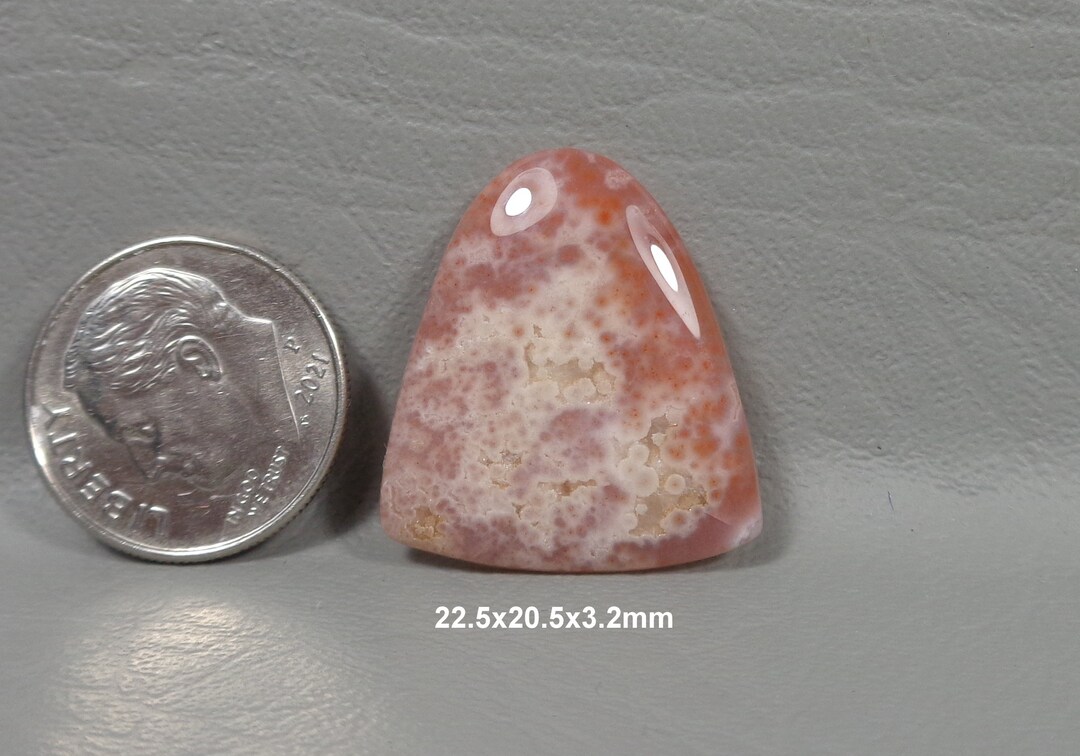 Fossilized Agatized Snail Shell Cabochon - Etsy