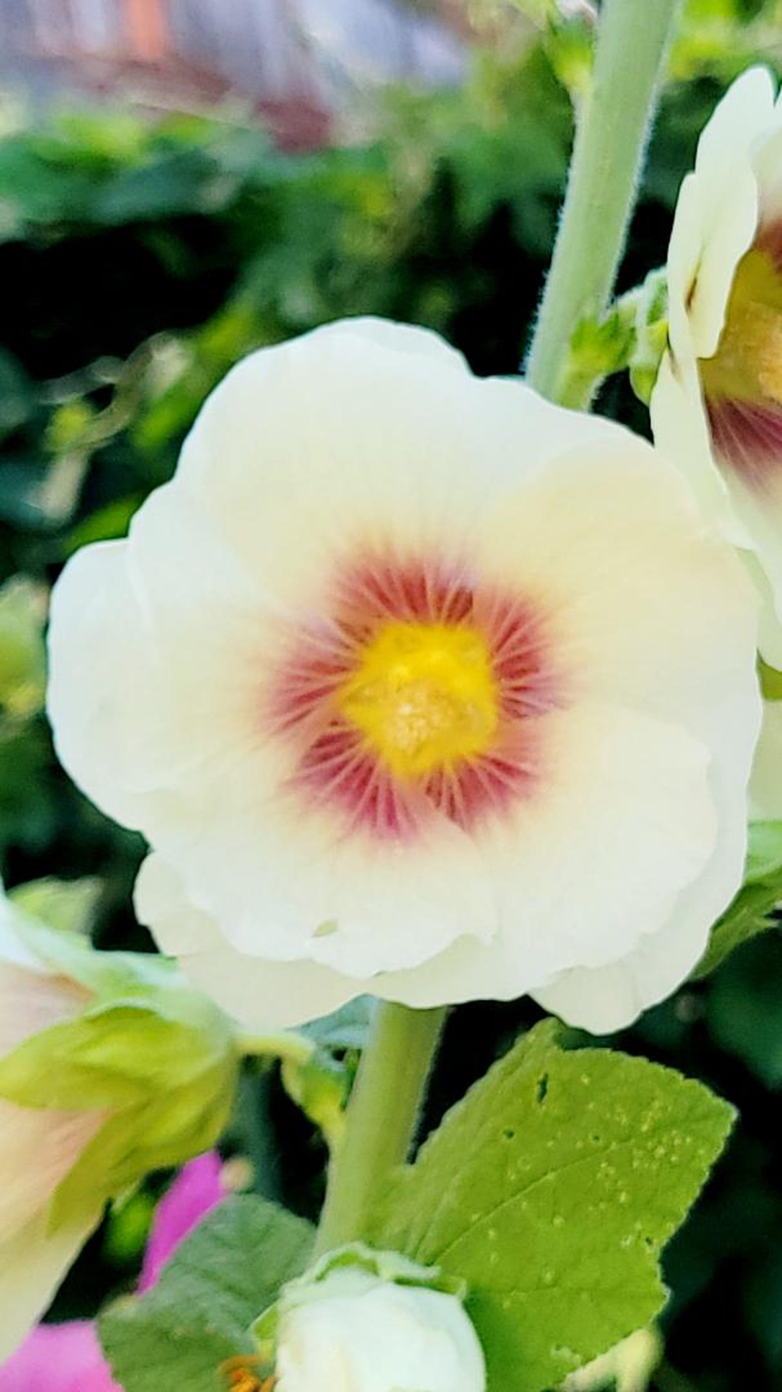 Yellow Halo Hollyhock Seeds - Etsy