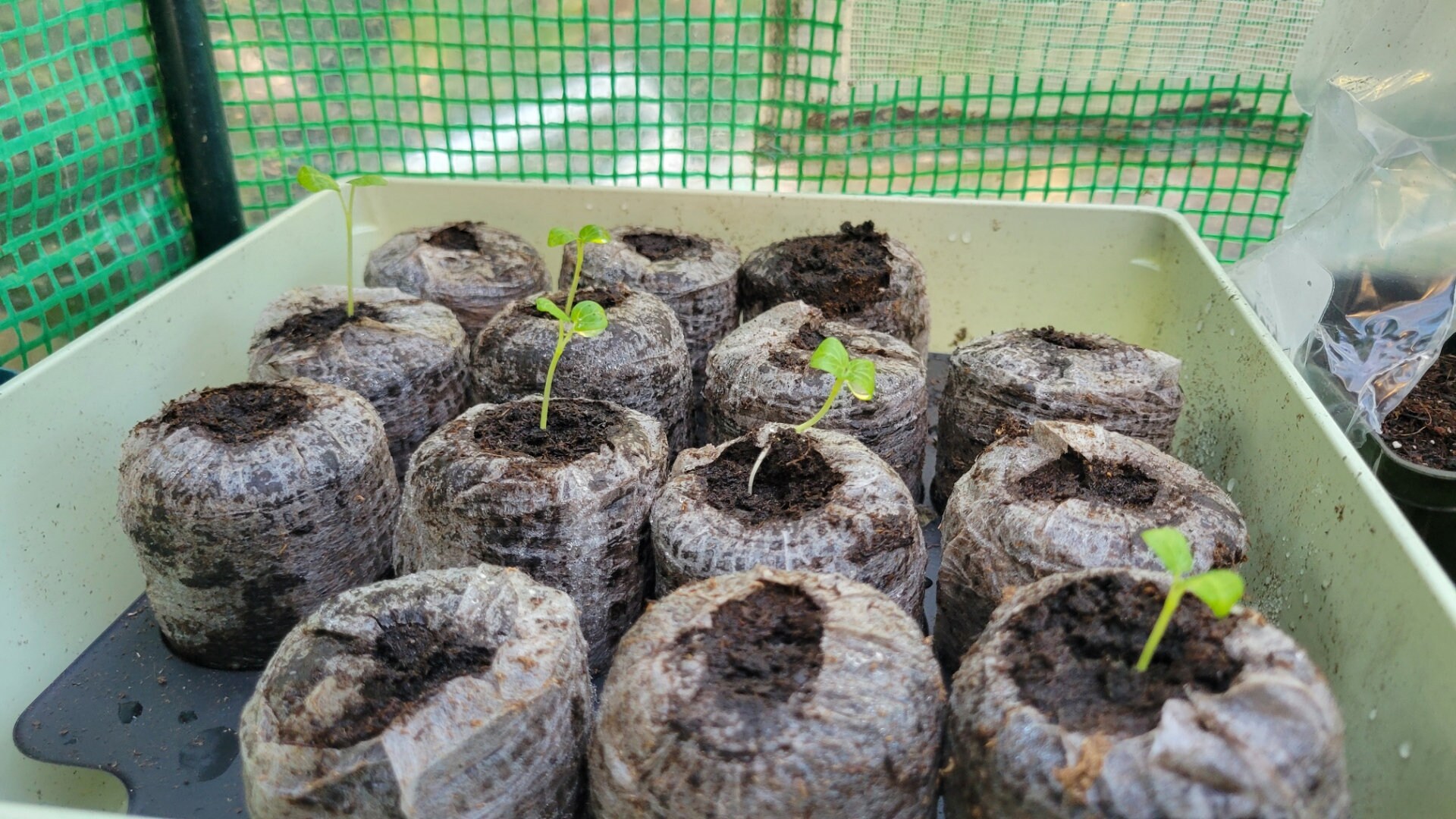 Hollyhock Seeds - Etsy