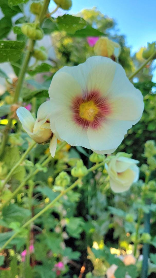 Yellow Halo Hollyhock Seeds - Etsy