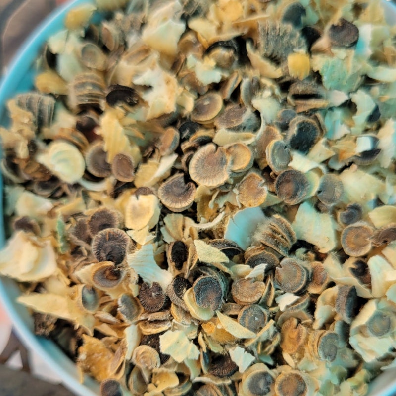 Hollyhock Seeds - Etsy