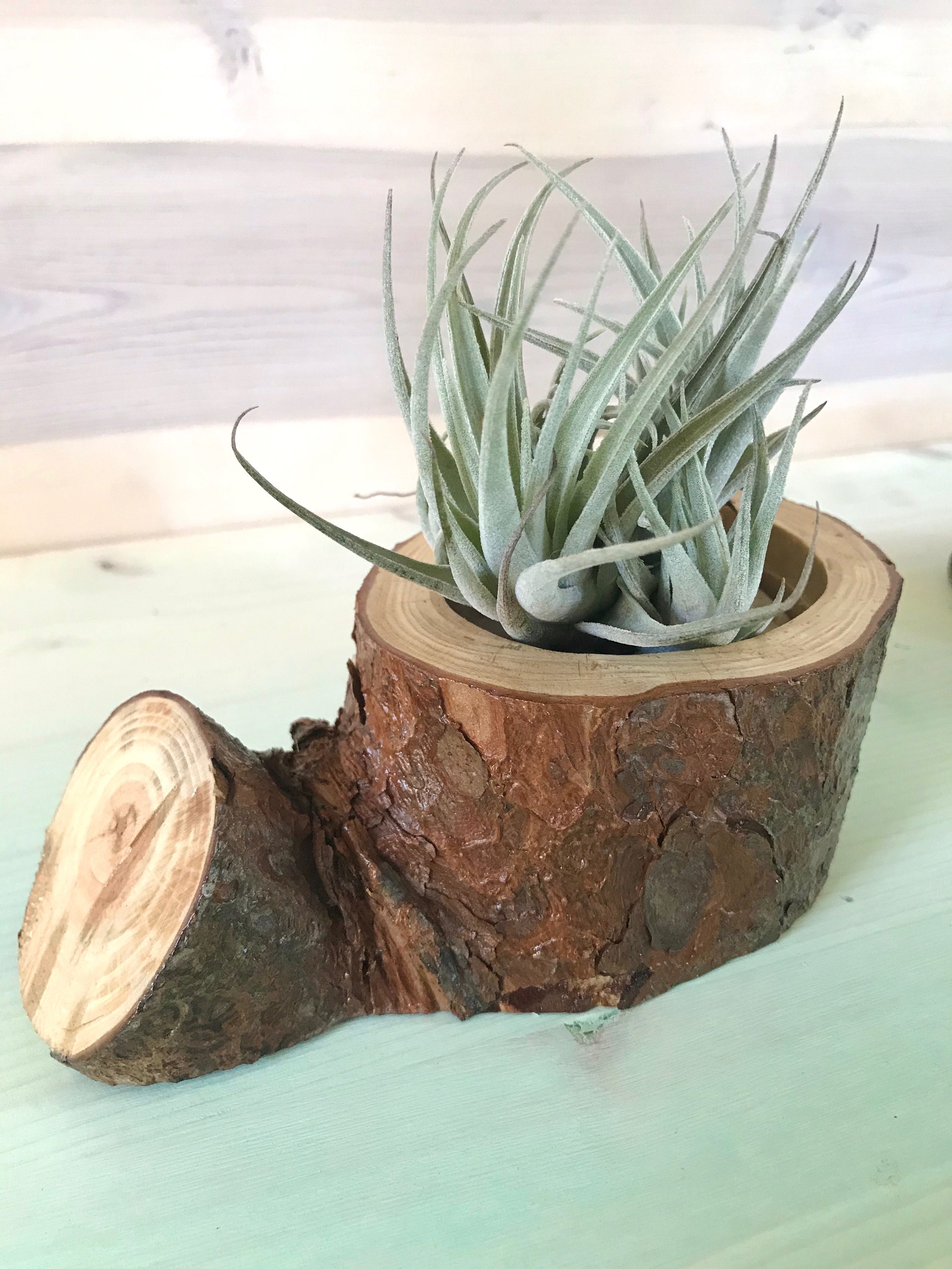 Tree Stump Air Plant Holder Tree Stump Dish Wooden Bowl | Etsy