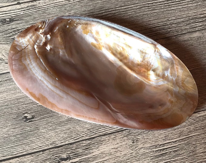 Decorative Pink Shell Dish Mother of Pearl Dish Seashell - Etsy