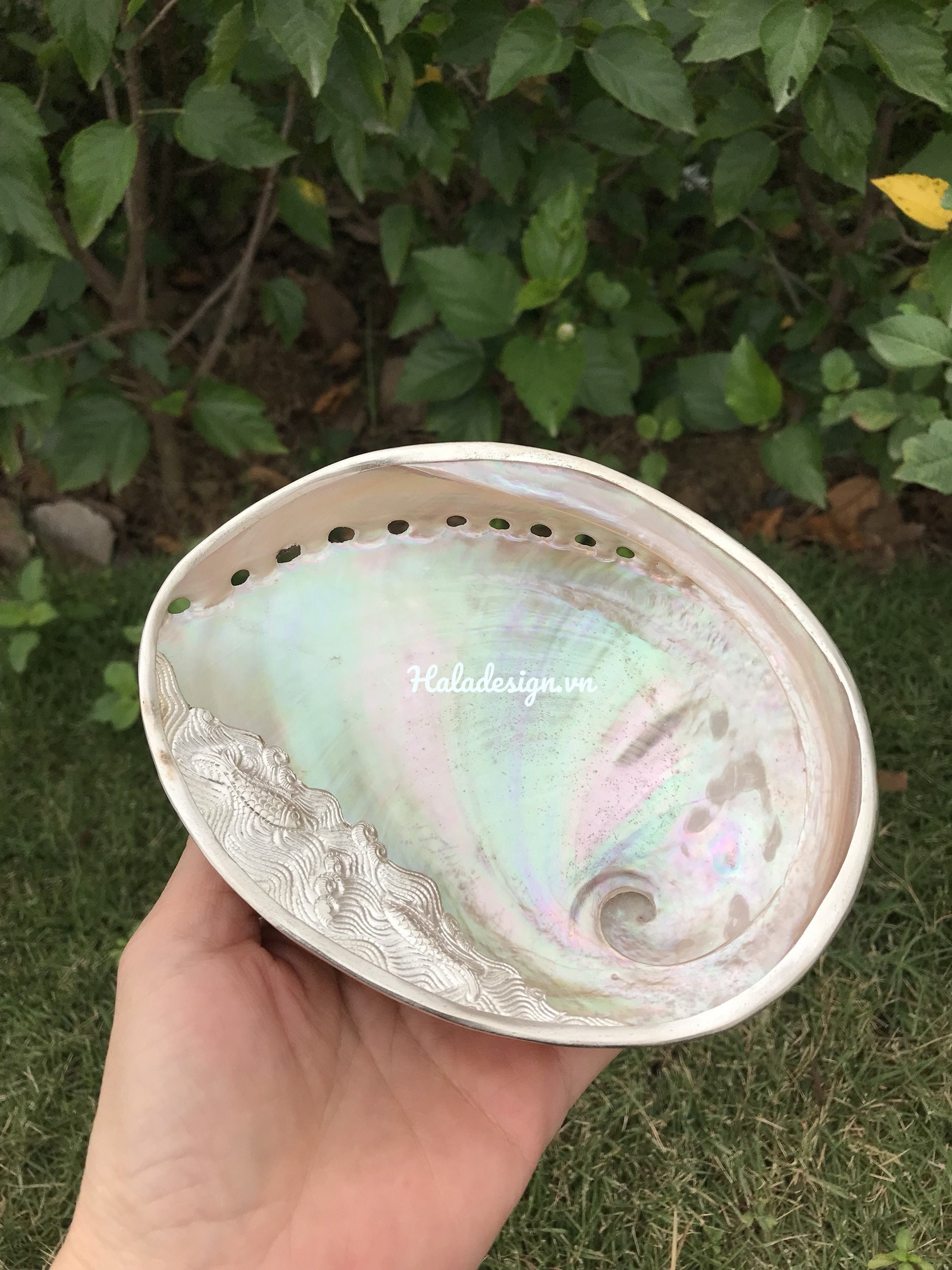 Giant Pink Abalone Shell Dish With Silver Plated Trim | Etsy