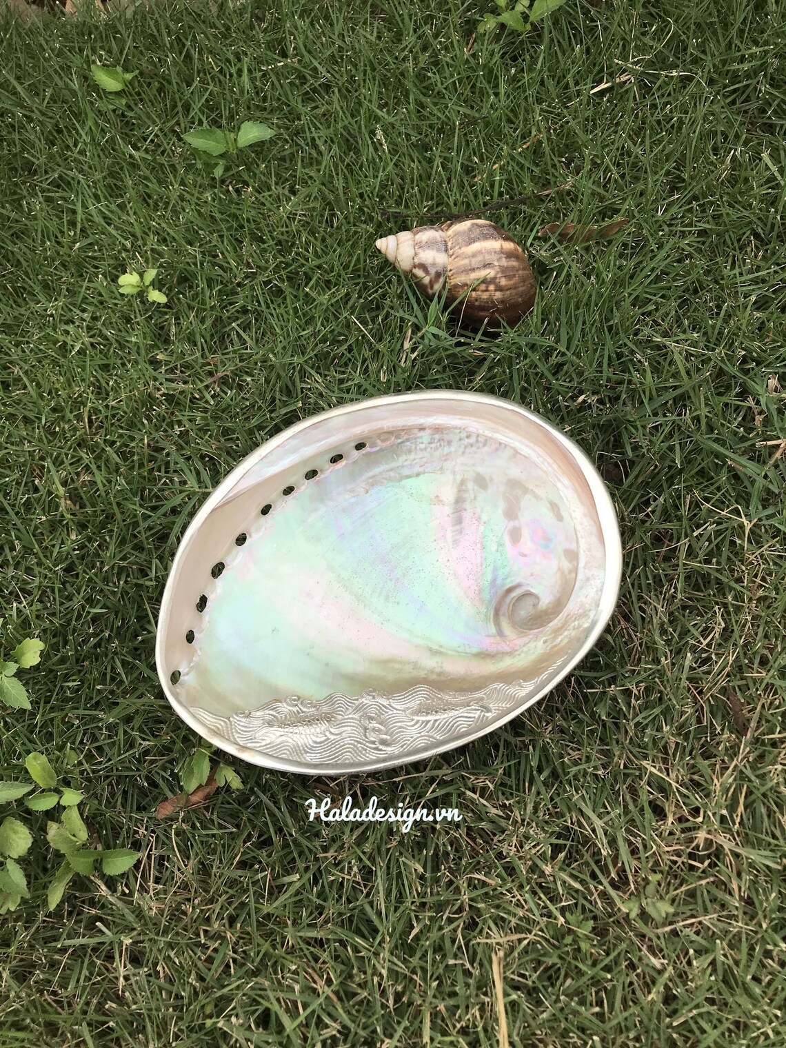 Giant Pink Abalone Shell Dish With Silver Plated Trim | Etsy