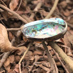 Giant Abalone Shell Dish, Seashell Dish , Catchall Shell Dish ,smugde ...