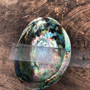 Giant Abalone Shell Dish, Seashell Dish , Catchall Shell Dish ,smugde ...