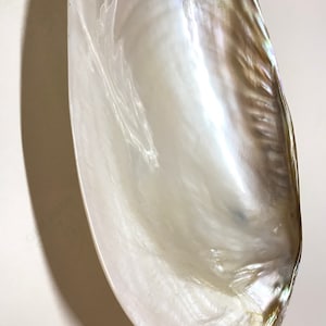 Decorative Giant Shell Dish, Mother of Pearl Dish Seashell Dish ...