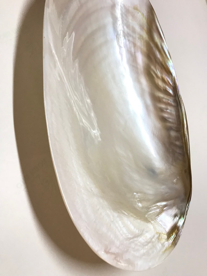 Decorative Giant Shell Dish Mother of Pearl Dish Seashell | Etsy