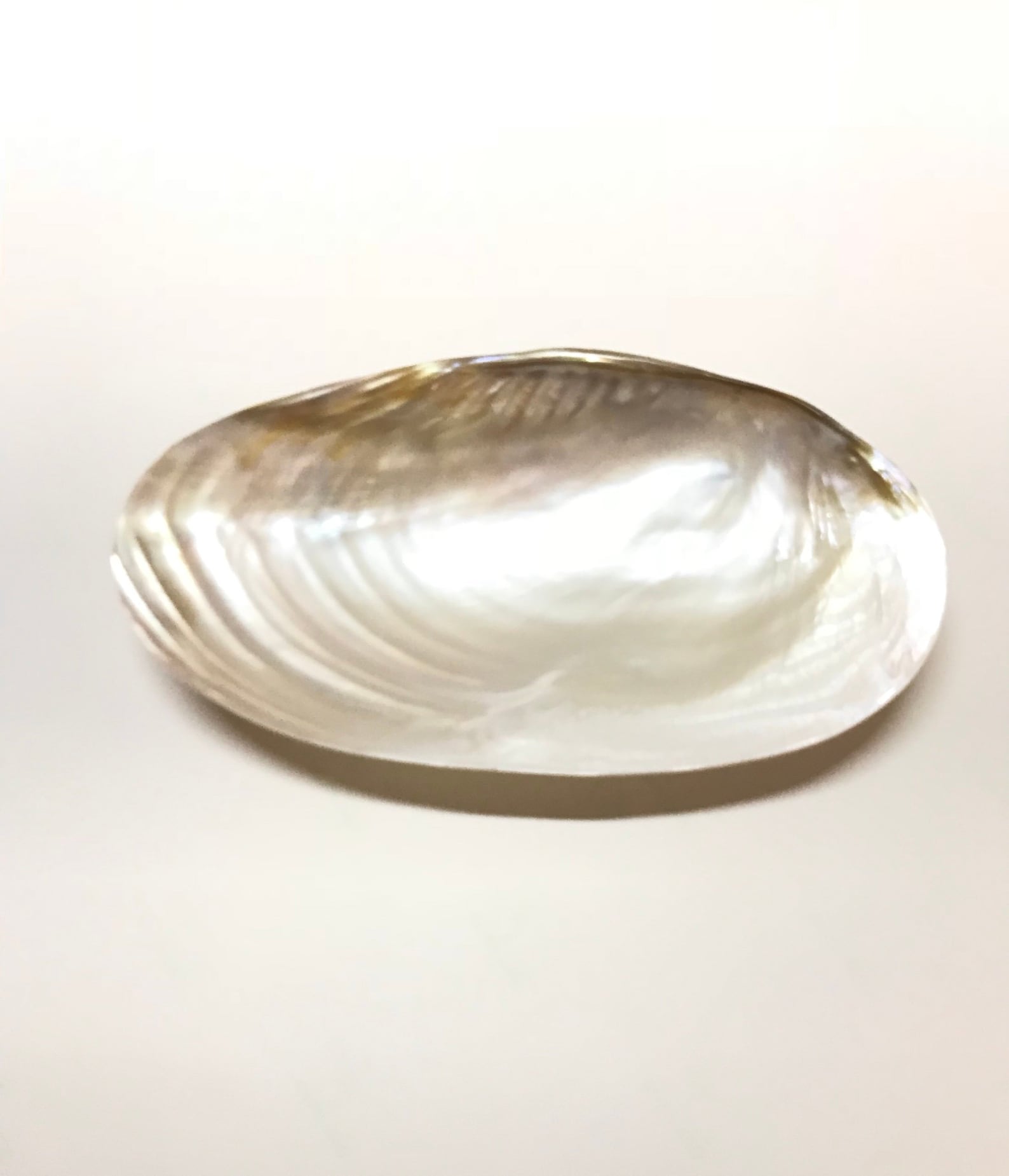 Decorative Giant Shell Dish Mother of Pearl Dish Seashell | Etsy