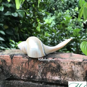 Seashell Chopstick Rest, Turbo Shell Snail Hashioki Chopsticks Rest ...