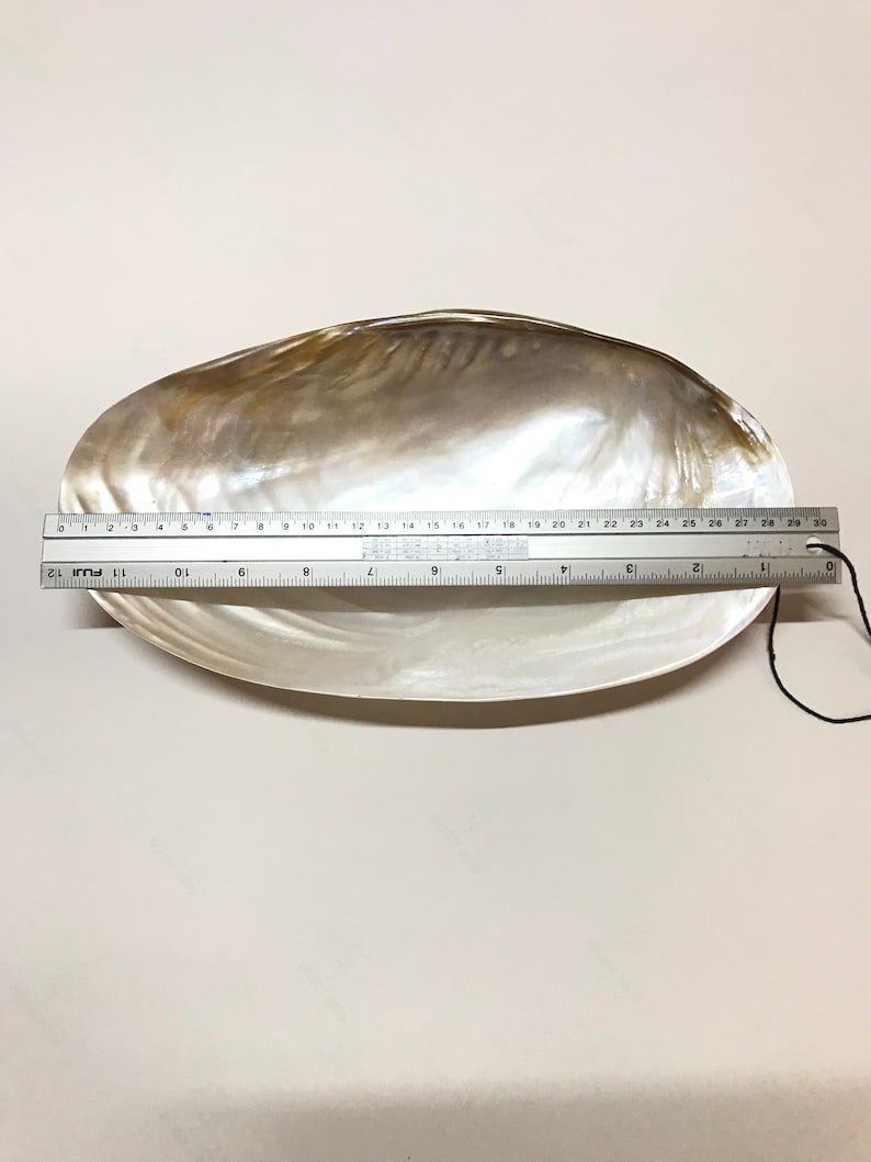 Decorative Giant Shell Dish Mother of Pearl Dish Seashell - Etsy