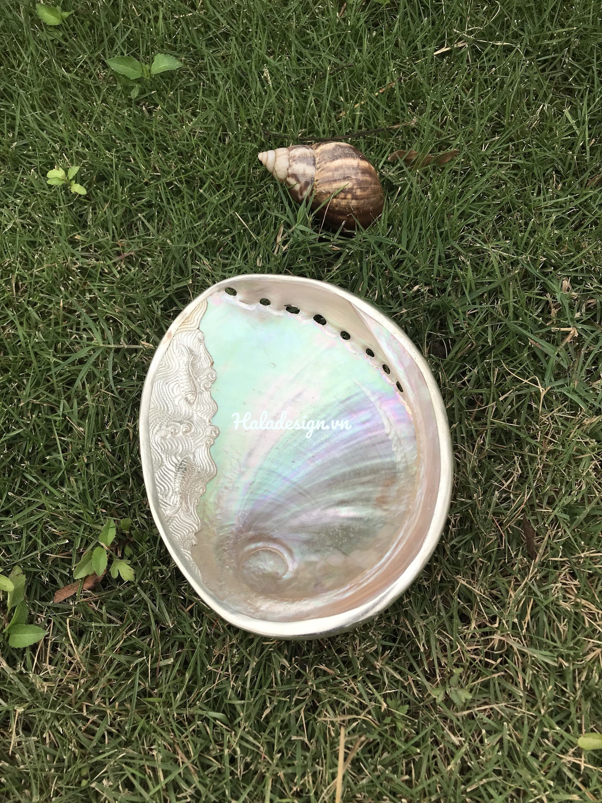 Giant Pink Abalone Shell Dish With Silver Plated Trim | Etsy