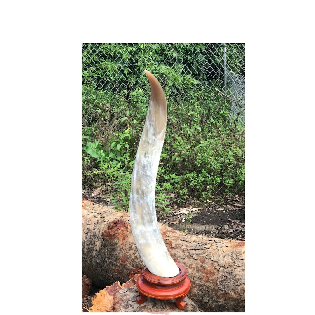 Big Decorative Horn Sculpture L= 31.8" ,long Marble Buffalo Horn on ...