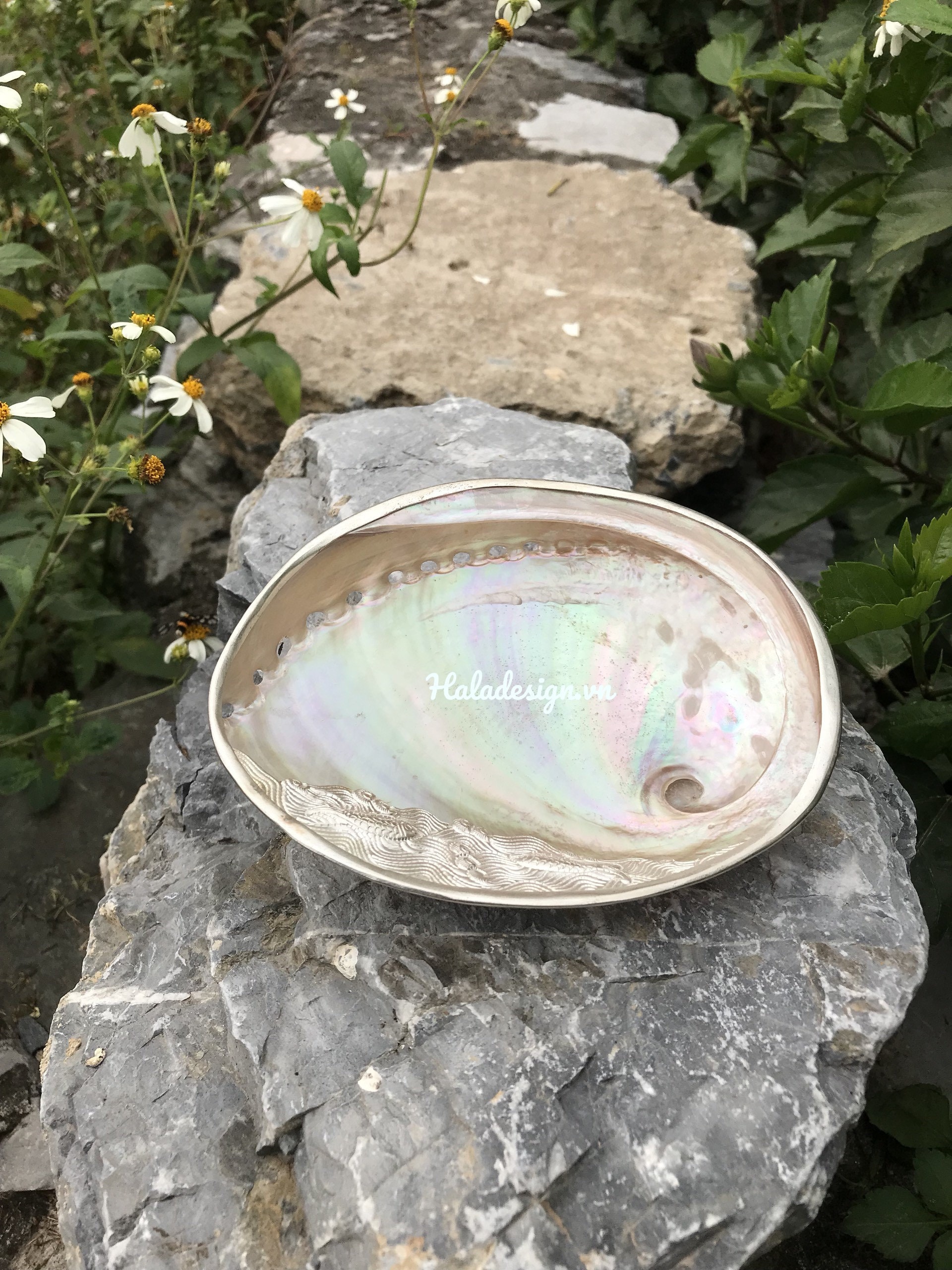 Giant Pink Abalone Shell Dish With Silver Plated Trim | Etsy