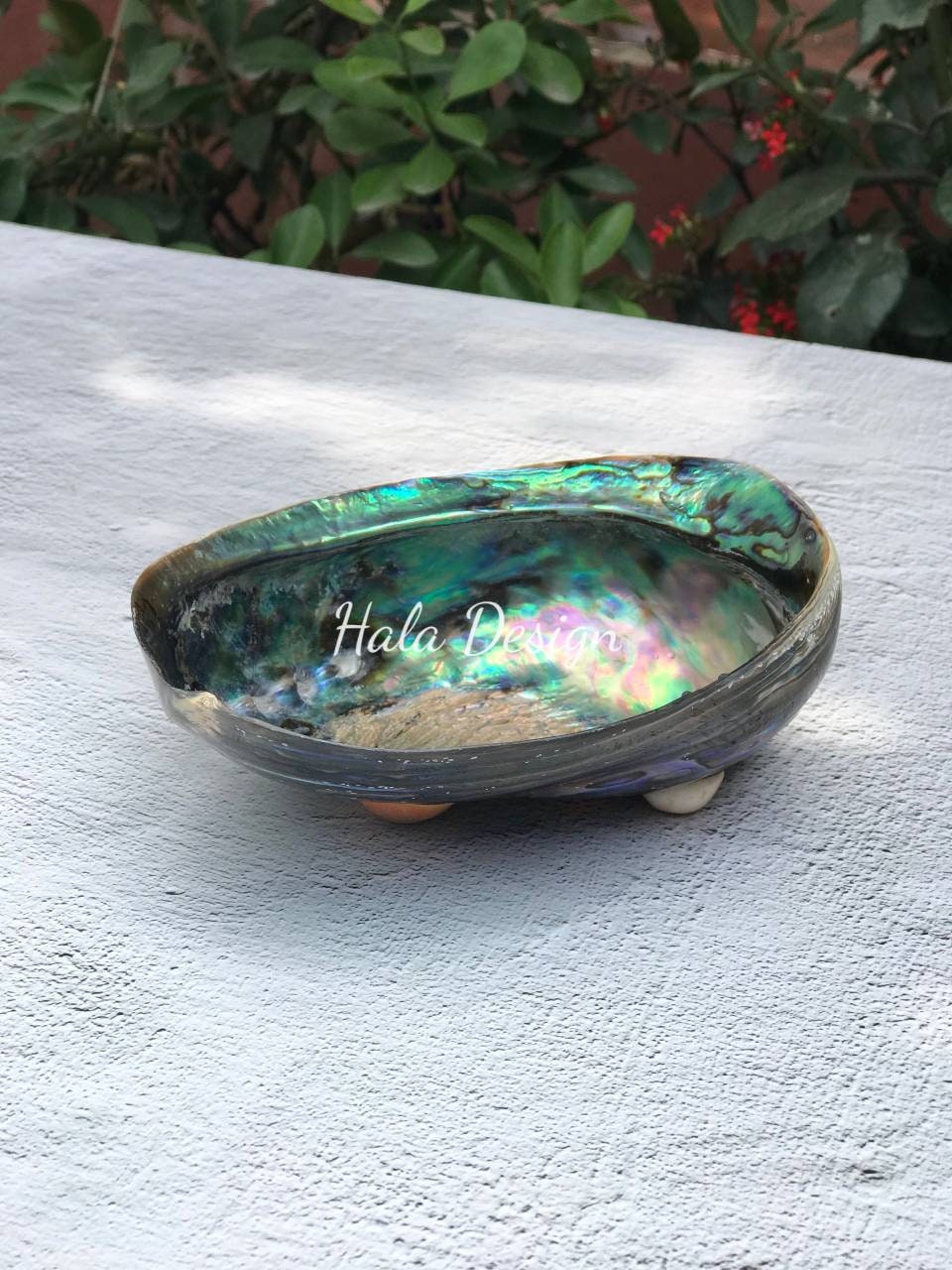 Giant Abalone Shell Dish, Seashell Dish , Catchall Shell Dish ,smugde ...