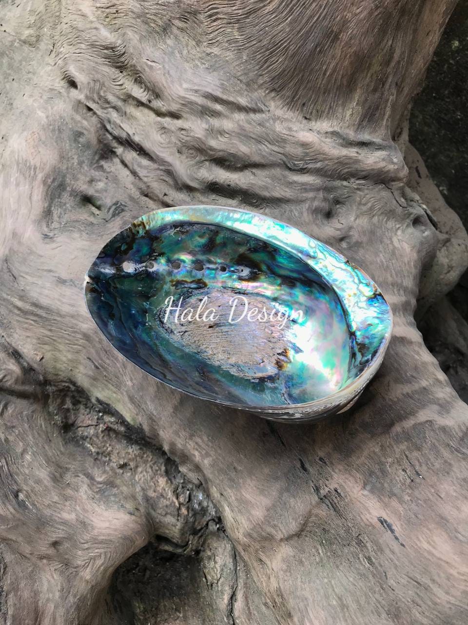 Giant Abalone Shell Dish, Seashell Dish , Catchall Shell Dish ,smugde ...