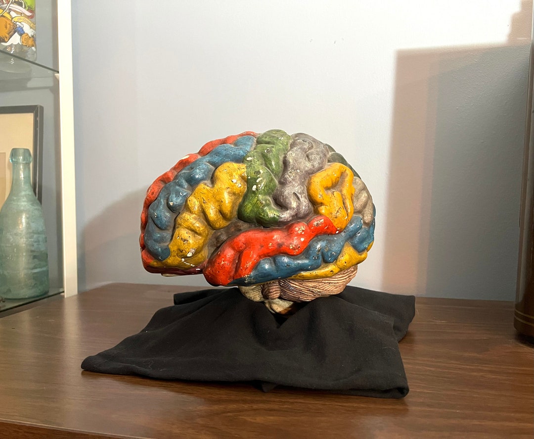 19th Century Plaster Cast of Human Brain - Antique Hand Painted ...