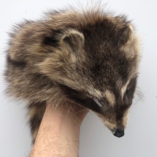 Raccoon Hat - Etsy