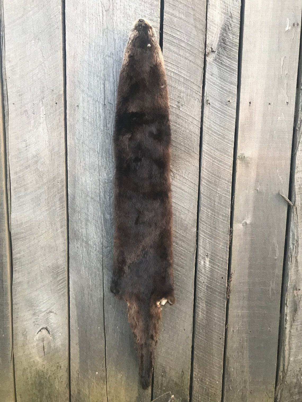River Otter Fur River Otter Otter Pelt Kentucky Otter XXL - Etsy