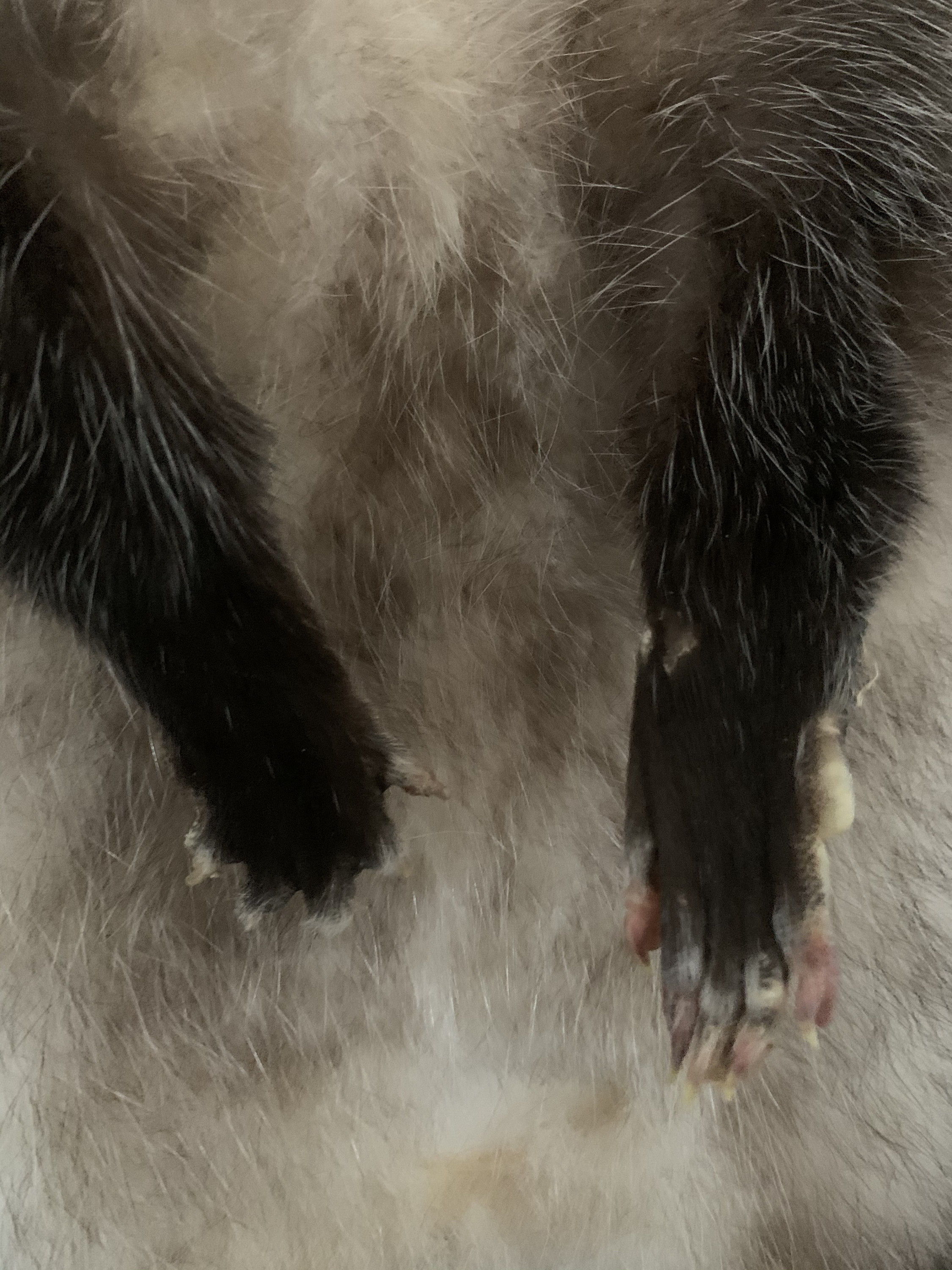 Tanned Opossum Tanned Opossum With Feet Opossum With Feet - Etsy