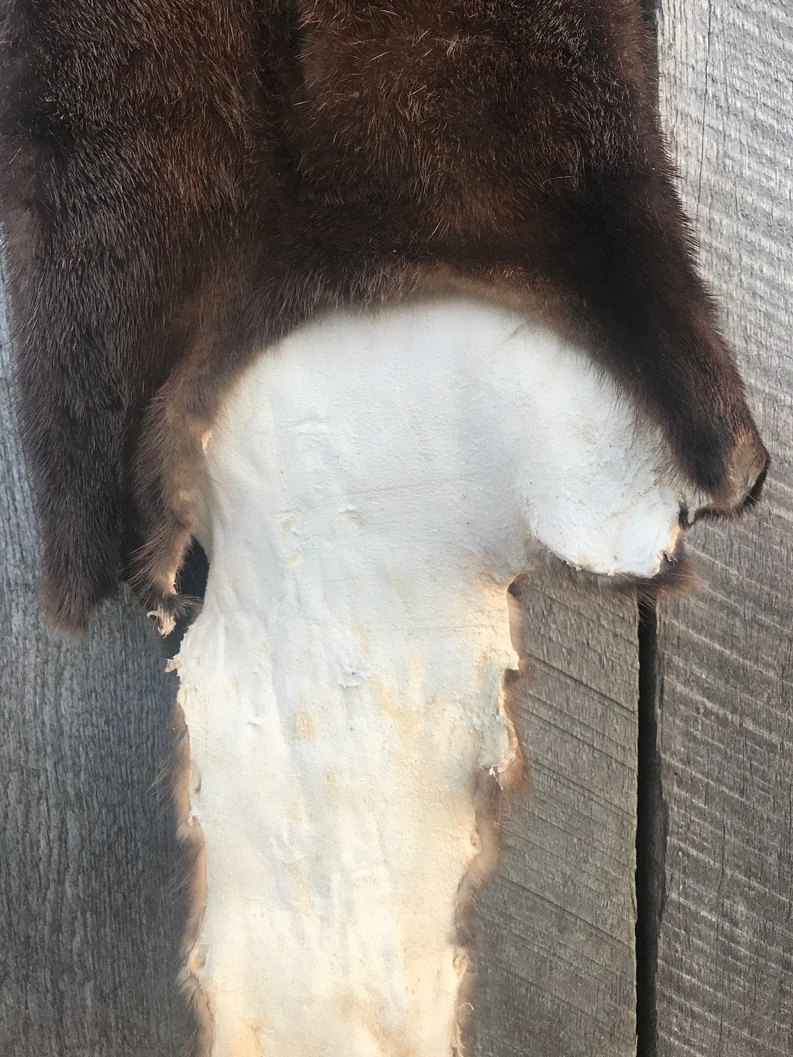 River Otter Fur River Otter Otter Pelt Kentucky Otter XXL - Etsy