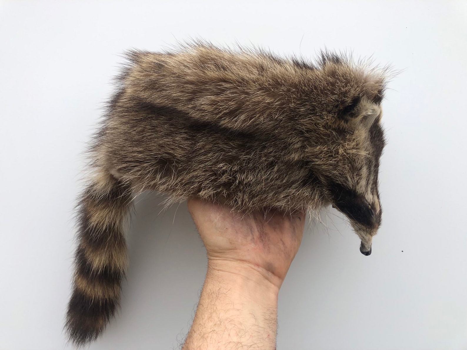 Davy Crockett Raccoon Hat Fur Hat Authentic Fur Leather - Etsy